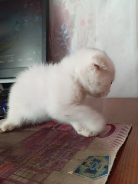 Продам котят пародисты фолд