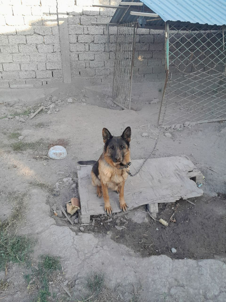 Nemis Afcharkasi tozaqon 3-yosh.