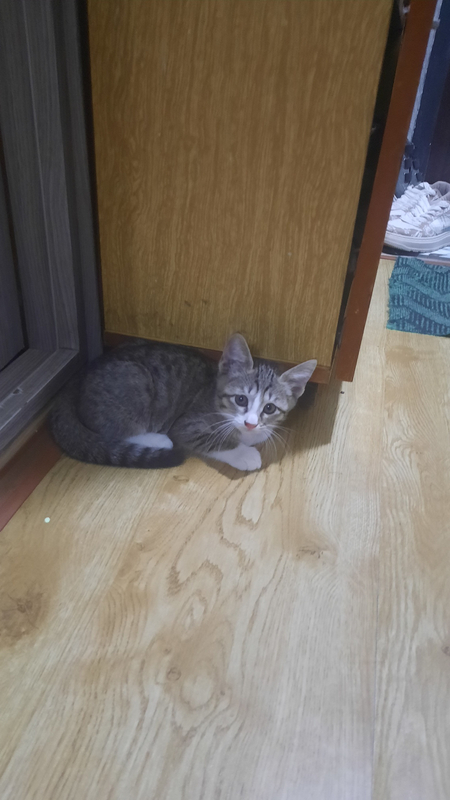 Отдам котят в хорошие руки