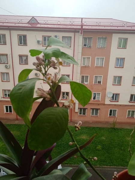 Срочно продается 1/5/5