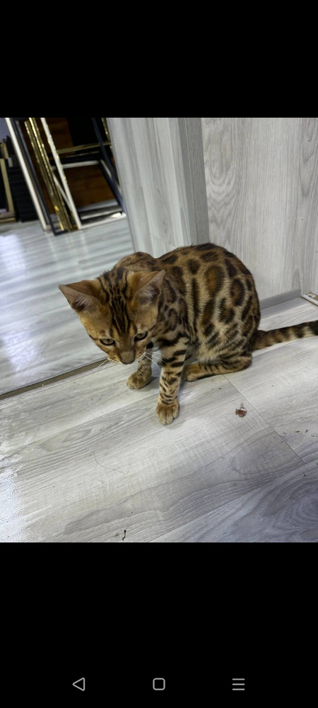 Продам в срочном порядке кошечку