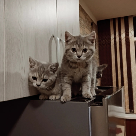 Шотландские котята, 2 месячные