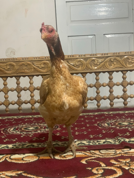 Kulangi makyon tozzasi tuxumda
