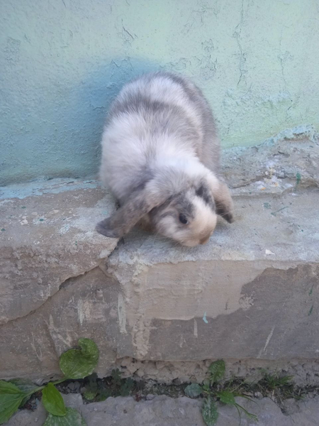 Quyon baran karlikla