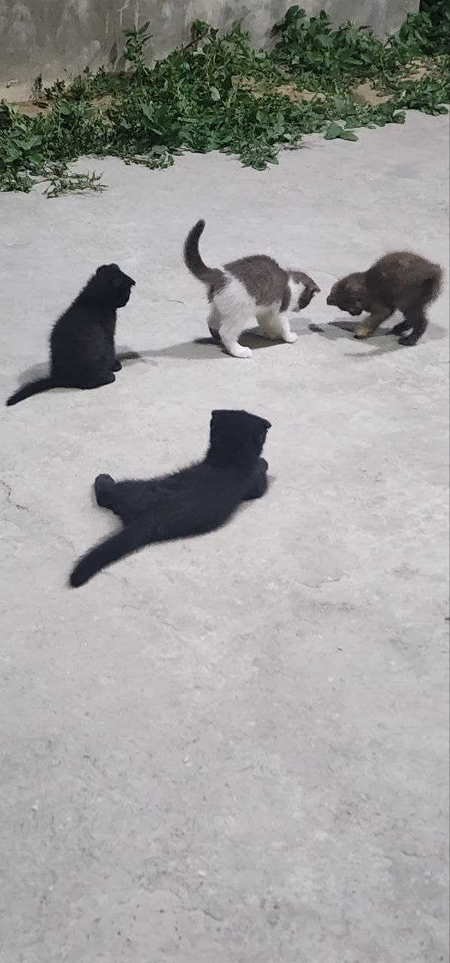 Породистые котята