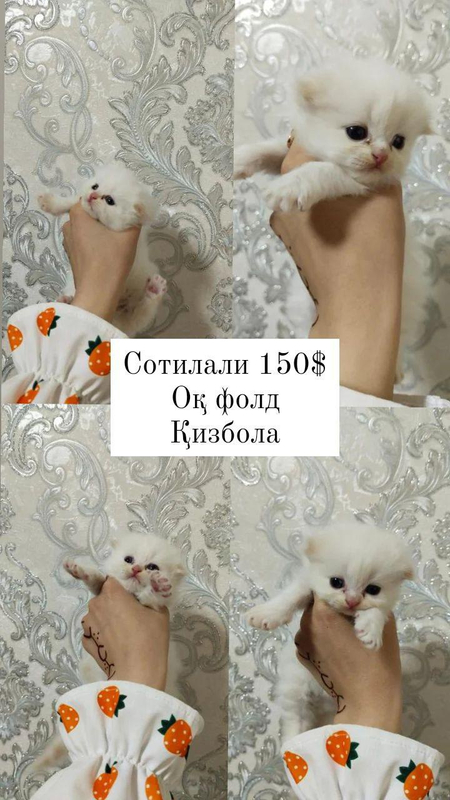 Продажа.оқ фолд қиз.соғлом