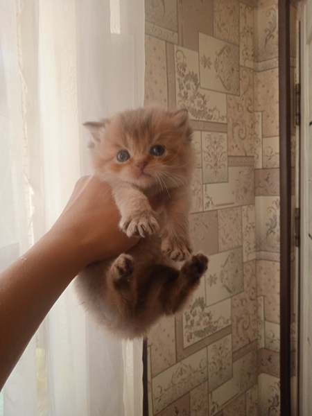 Котята от правильной вязки