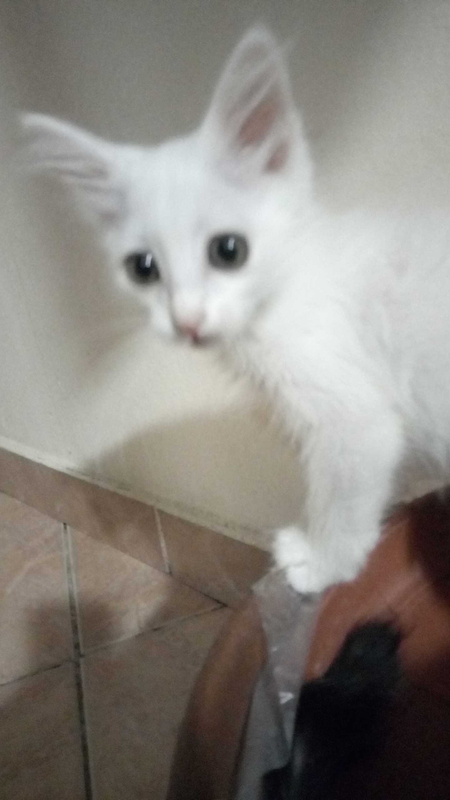 Котенок породы ангора белого цвета.