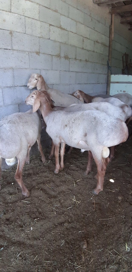 Киргиз Арашан Эдилбай кузикучкорлар