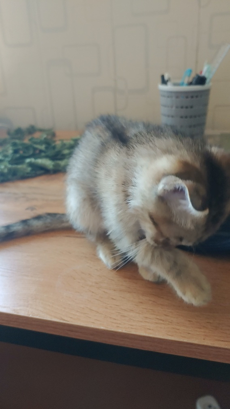 Mushukchalar. Котёнки маленькие