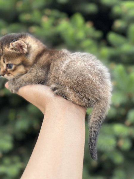 Котёнок мальчик