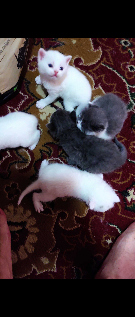 Продаются котята
