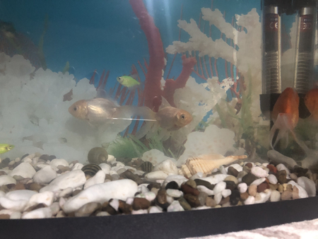 35 litrli akvarium ozmiza ishlatganmiz