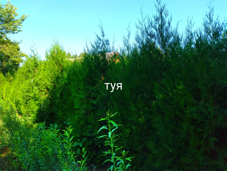 Арча. Сасна туя книжный можовелник