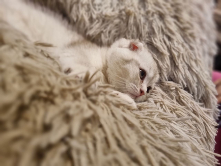 Продается котенок скоттиш фолд