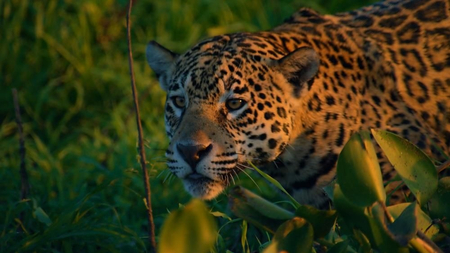UHD 4k - BBC. Планета Земля 2 / BBC. Planet Earth II
