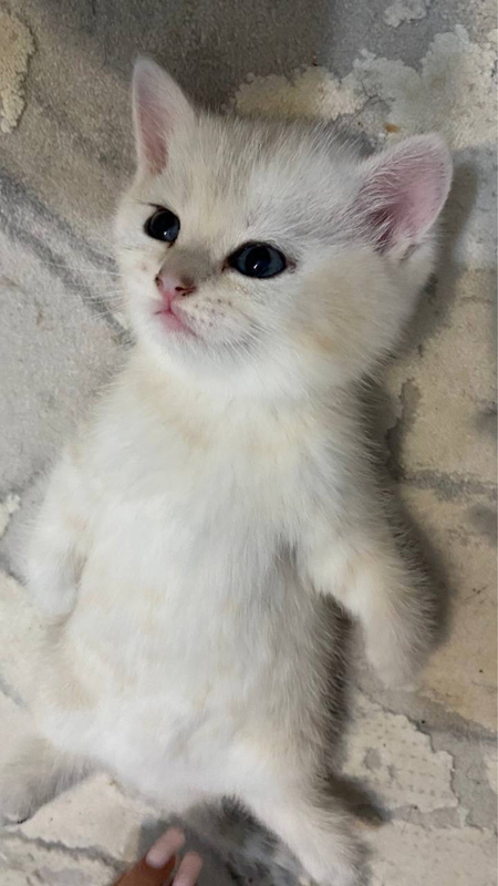 котята шиншилы