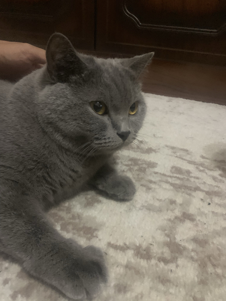 Скотш страйт