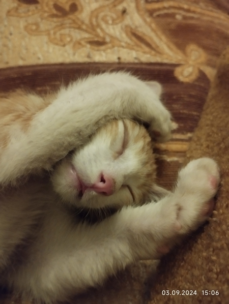 Хорошенький, рыжий котенок