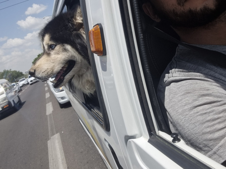 ZOO TAXI для ваших любимцев