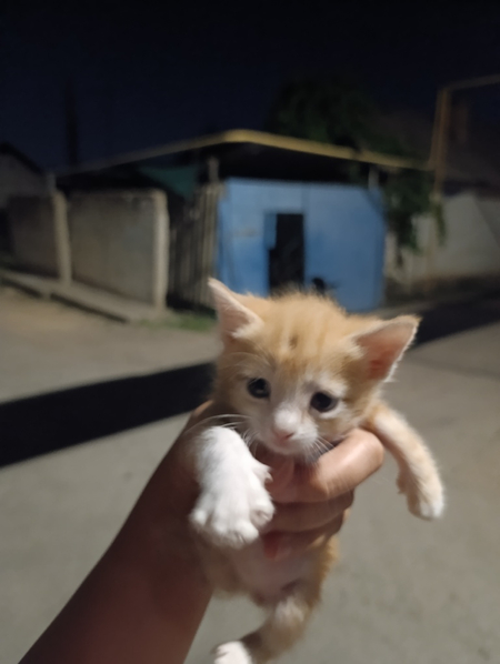 Котята в хорошие руки