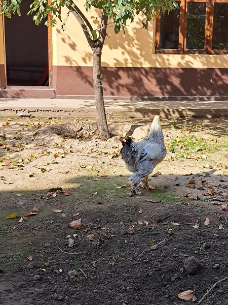 Brama svetliy Xoroz