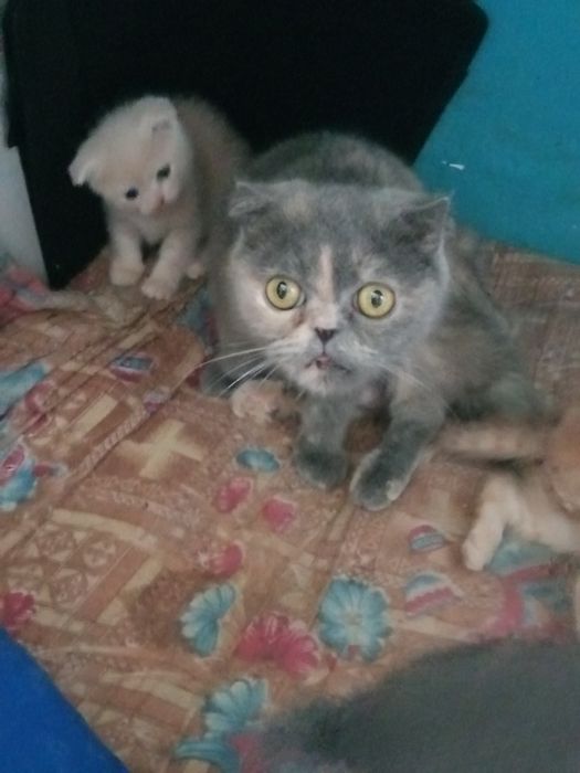 Продаются котята.