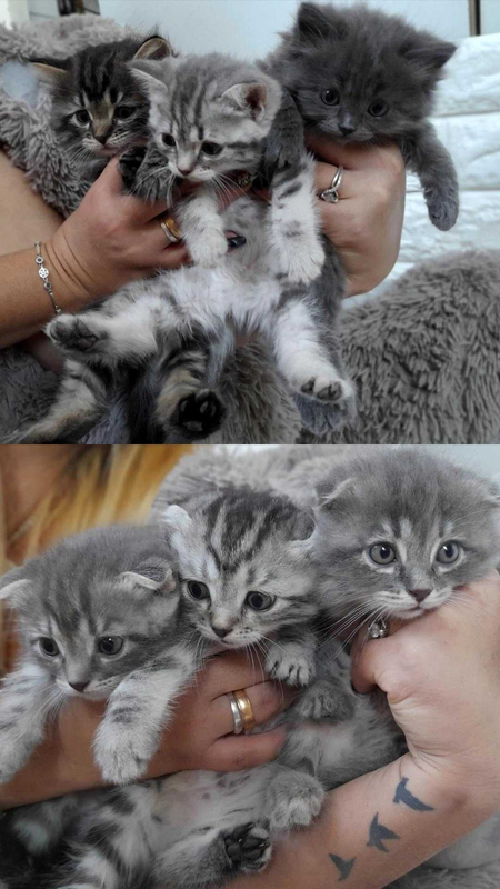 Котята скотиш страйт и скотиш фолд