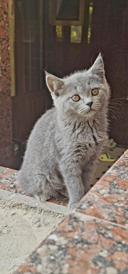 Продаются кошечки