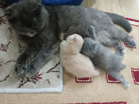Продается кошка скатёнком