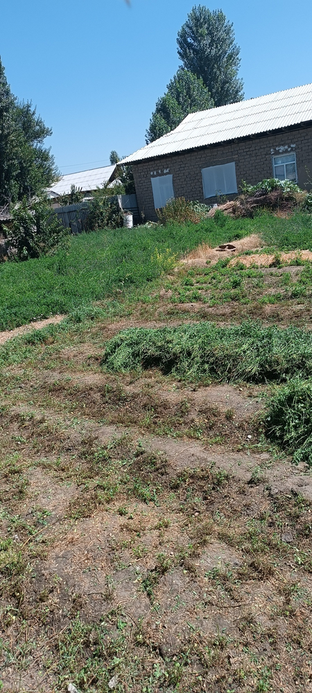 Beda sotiladi birinchi oʻrim