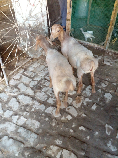 Зотли казоки кочкорлар