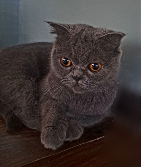 Scottish fold 1 yosh qiz bola srochniy sotiadi.