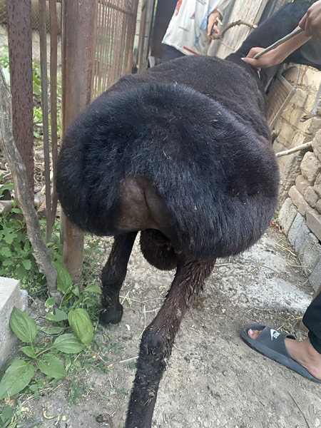 Quchqorlar,Кучкор Бараны