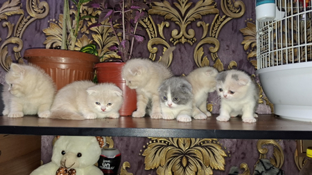 Scottish fold cat