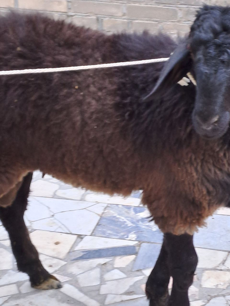Qõchqorlar va qõylar sotiladi