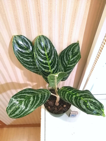 Аглаонема Green Sun Комнатное растение