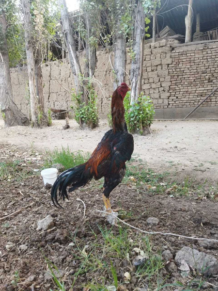 Dakan xoroz sotiladi