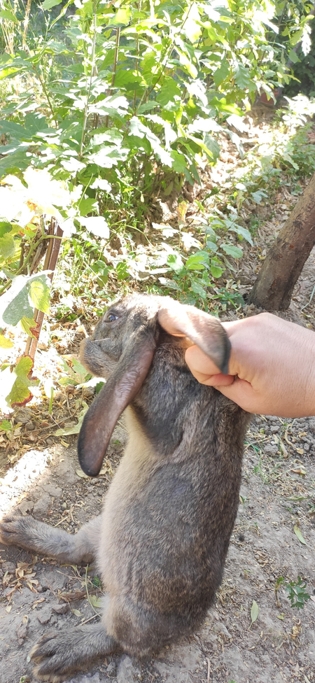 Quyonla sotiladi 4 dona, velikan, sog'lom