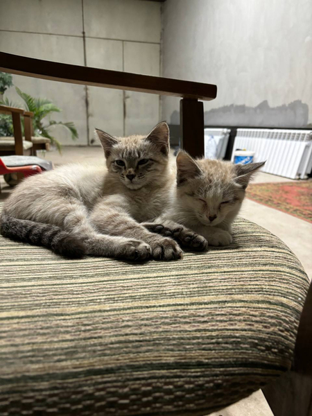 Отдам котов в хорошие руки
