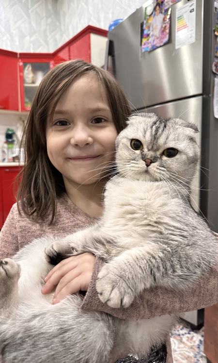 Кошка шотланская шиншила