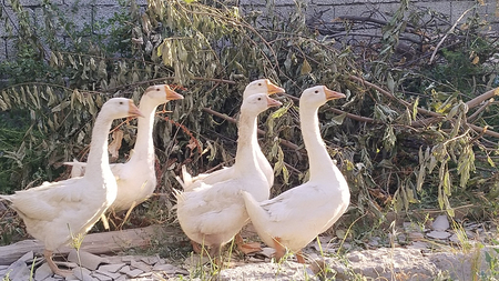 Gozlar sotiladi 150 mingdan