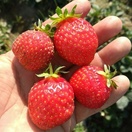 QULPINEY  Клубника черный принц