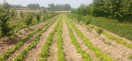 Salat bargi  sotiladi katta miqdorda