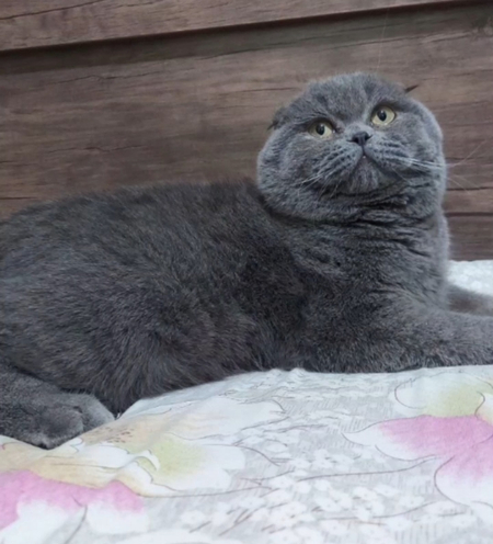 На вязку привозной Скоттиш фолд