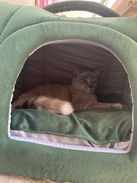 Котенок Метис Британский кот с шотландской прямоухой