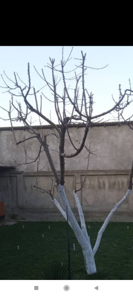 Sadovnik bogʻbon xizmati