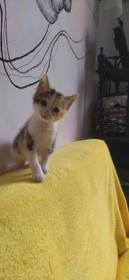 Отдам котят в хорошие руки!