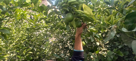 Limon  koʻchatlar