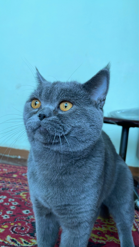 Кошка британ сена 100$